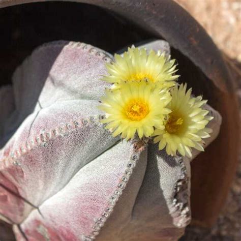10 Drought Tolerant Houseplants That Are Easy To Maintain