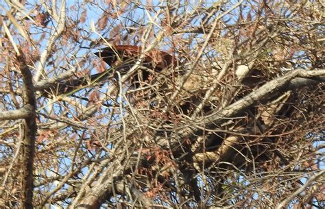 Greater Coucal On Nest Birdforum