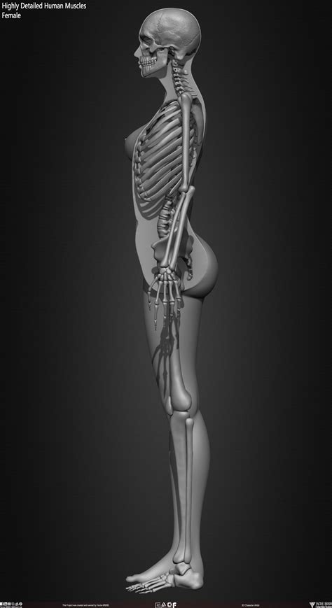 Female Human Skeleton Side View