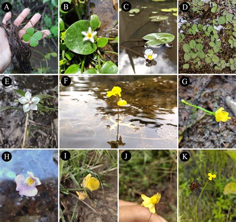 Scielo Brasil Floristic Survey Of Aquatic Macrophytes In Eastern Maranhão Brazil Richness