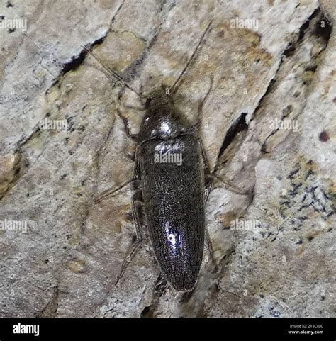Punctate Synchronized Bark Beetle Synchroa Punctata Insecta Stock