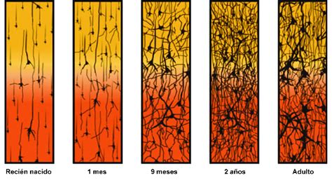 Synaptic Density Throughout Neurodevelopment Source Corel 1975 Download Scientific Diagram