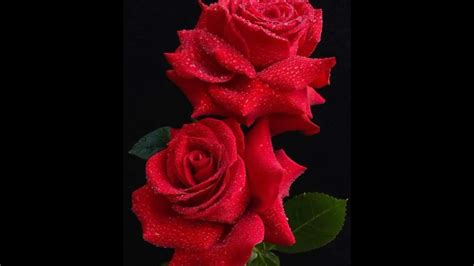 උපන්දින සුබ පැතුම් එක්කල අපේ ලතිකා අක්කට ගොඩක් ස්තූතී ආදරෙයි මැණික ගොඩක්💗💗💗 Youtube