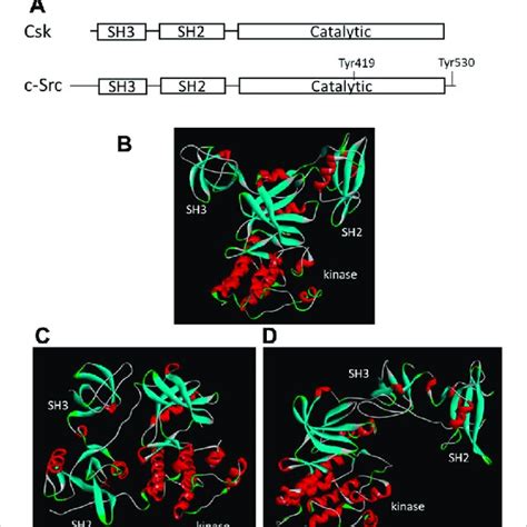 Structural Organizations And Tertiary Structures Of Csk And Src A Download Scientific