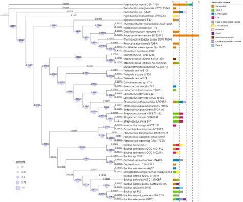 Figure 1 From In Silico Screening Of Bacteriocin Gene Clusters Within A