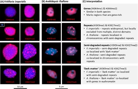 Figure 2 From The Role Of Chromatin Modifications In The Evolution Of
