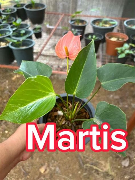 මෙමඇණවුම සහ තවත් මල් සමඟ පැළ ලොකු ප්‍රමාණයකට ඇණවුම් කළ කොට්ටාව මිස්ට බොහොම ස්තූතියි 🙏🙏🙏🙏🙏🙏🙏