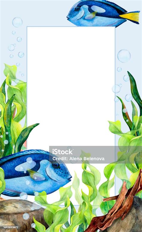 리본 조류 바닥 돌 기포 연한 파란색 배경에 외과 의사 물고기에서 수채화 그리기 프레임 사진 엽서에 대한 Scillfull 그림 0명에 대한 스톡 벡터 아트 및 기타 이미지