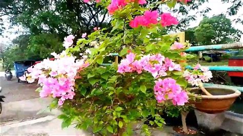 Bunga Bugenvil Pola Karakter Alam Youtube