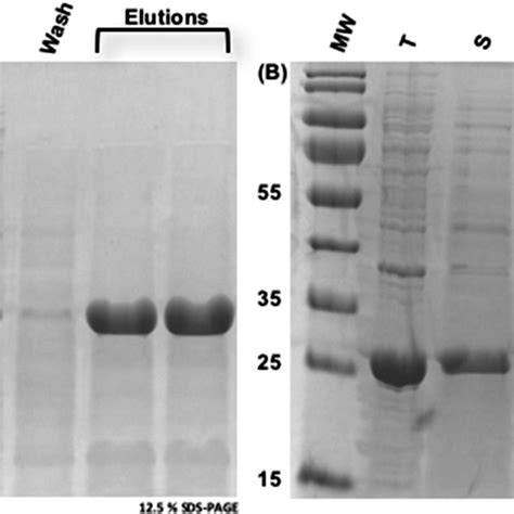 Purification Of Over Expressed Histidine Tagged ɑ Ca And β Ca Using Download Scientific