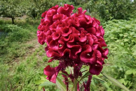 Cockscomb Flowers Rflowers