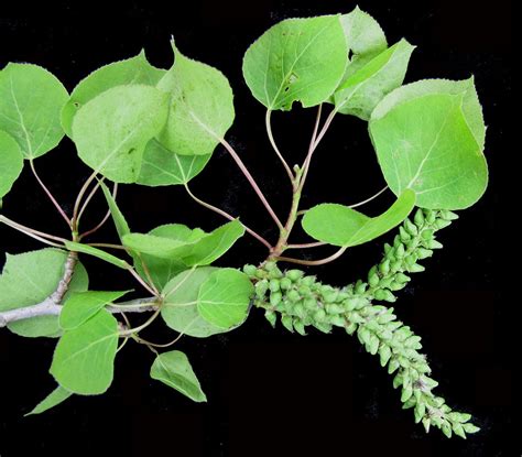 Populus Tremuloides Leaf
