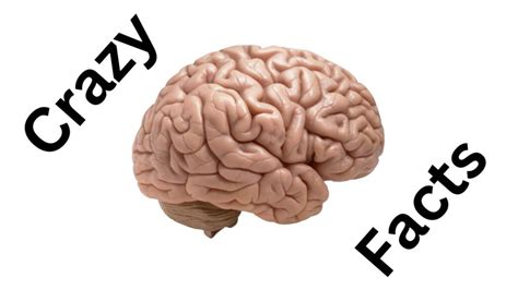 10 Weird Psychological Facts About How Your Brain Works Losa Tech