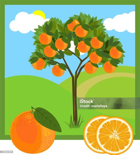 Ilustración De Naranjo De Dibujos Animados Con Naranjas Maduras Y Hojas