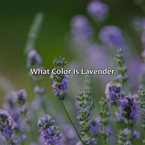 What Color Is Lavender
