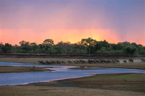 South Luangwa National Park
