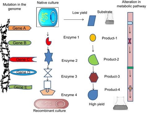 The Metabolic Engineering Genetic Engineering And Random Mutagenesis Download Scientific