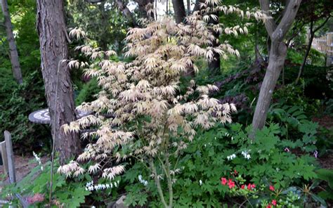 Buy Hana Tsukasa Japanese Maple Free Shipping Wilson Bros Gardens