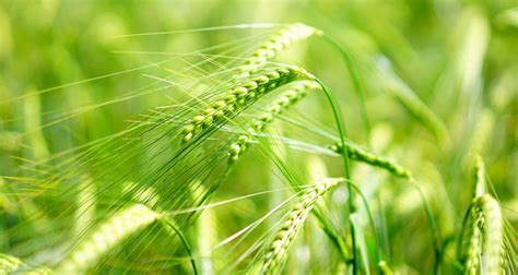 Can Humans Eat Grass Micro Farm Guide