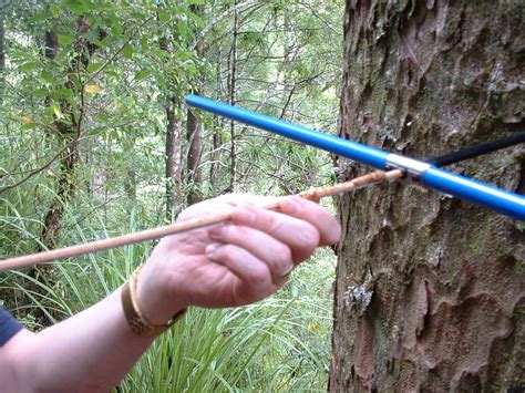 Looking At The Wood Seeing The Trees And More AUSNZ Tree Ring