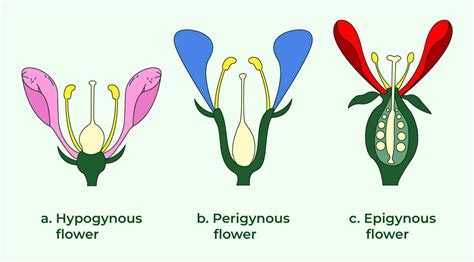 Morphology Of Flower Definition Structure Parts Examples