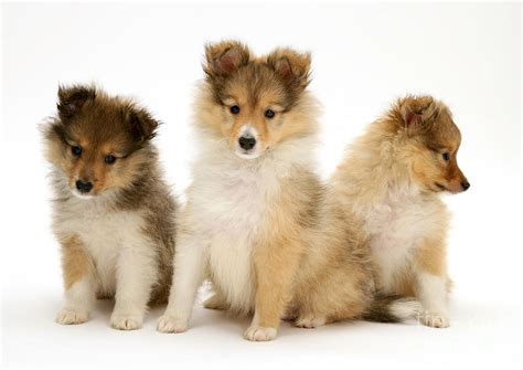 Sable Sheltie Puppies