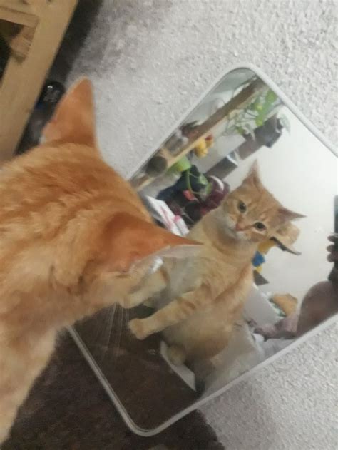 Cute Cat Looking At Its Reflection