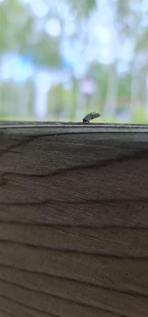 What Is This Hermit Crab Beetle Thingy Found In Berkshire Rwhatsthisbug