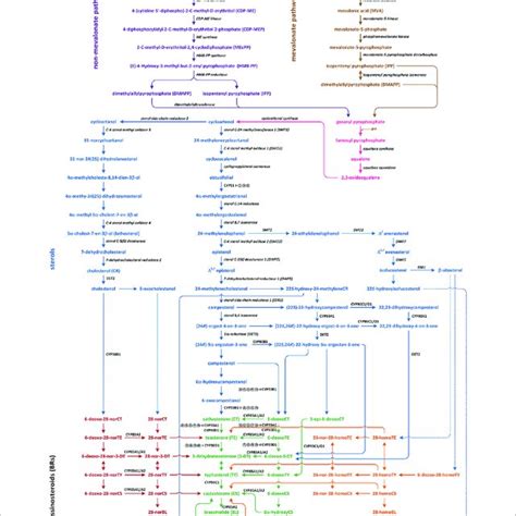 Multistep Reactions Of Brassinosteroids Biosynthesis And Their Sterol