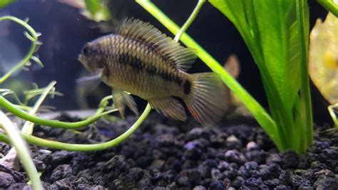 Apistogramma Macmasteri R Cichlid