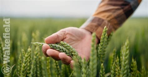 Biochar Impact On Crop Yields Wakefield Biochar