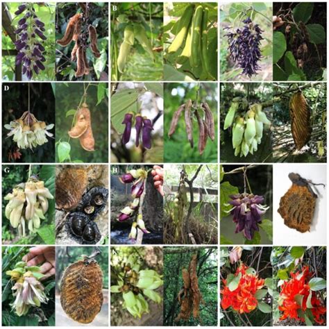 Inflorescences And Fruits Of The Twelve Mucuna Species Collected In