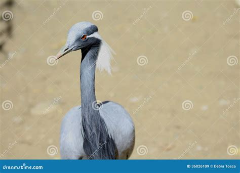 Bird With Bald Head Stock Image Image Of Tall Gray 36026109