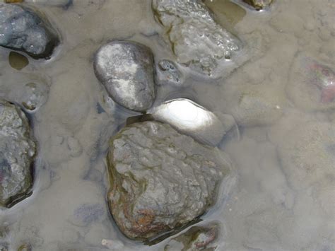 2 Questions With Answers In Shellfish Anatomy Science Topic