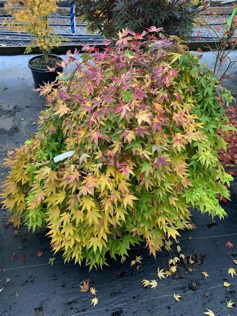 Buy Acer Palmatum Yellow Cascade Weeping Golden Japanese Maple — Mr