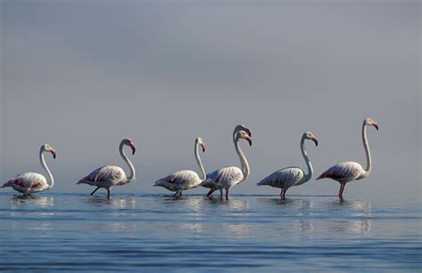 아프리카 조류 화창한 날에 밝은 하늘을 배경으로 푸른 석호 를 걷는 분홍색 아프리카 플라밍고 무리 강에 대한 스톡 사진 및 기타 이미지 Istock