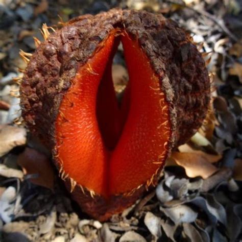 Pin on Hydnora
