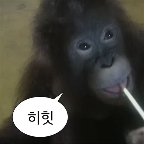 Etc에 있는 핀 오랑우탄 웃긴 원숭이