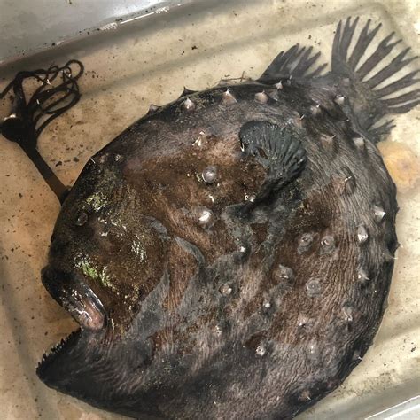Geogarage Blog Deep Sea Fish With Lightbulb On Its Head Mysteriously