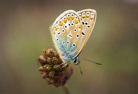 40 000 Free Butterfly Princess And Butterfly Images Pixabay