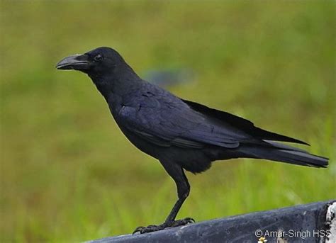 Large Billed Crow Sex Differentiation Bird Ecology Study Group