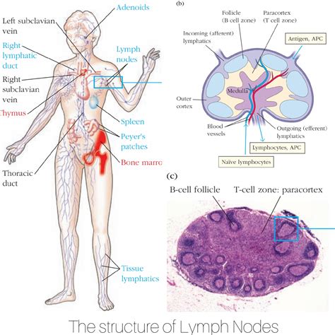 Cell Fie Stories Organ Of Immune System