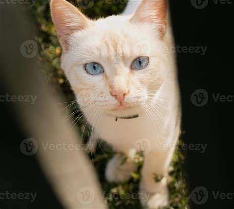 White Cat With Ginger Nose And Ears And Sky Blue Eyes Looks Through The