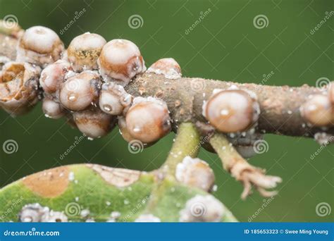 Macro Shot Of Many Tiny Tortoise Scale Insect Stock Image Image Of