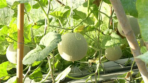 Melon Garden Video Emilyjtumer