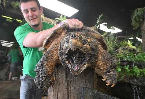 Two Headed Alligator Snapping Turtle