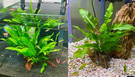 Java Fern Care Guide Growth Planting And Propagation Fluvico