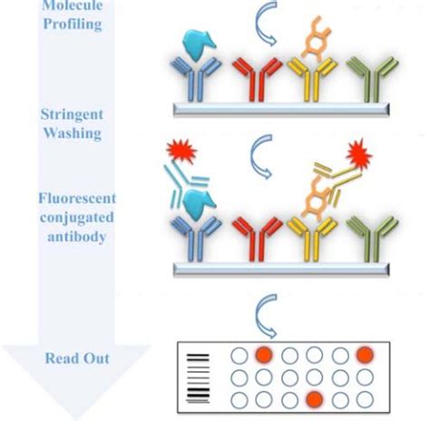 Protein Microarrays For Protein Small Molecule Interaction Study Download Scientific Diagram