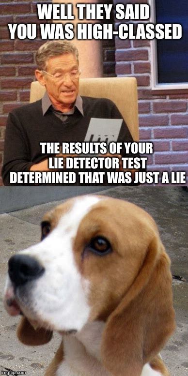 Hound Dog Memes And S Imgflip