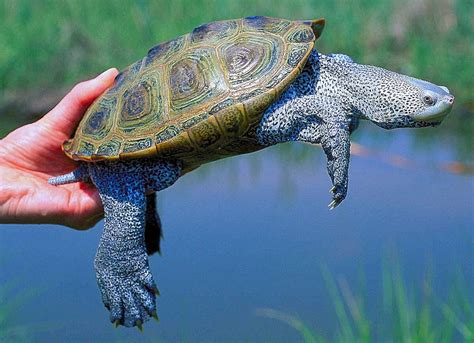 Download Stunning Diamondback Terrapin Swimming In Clear Waters